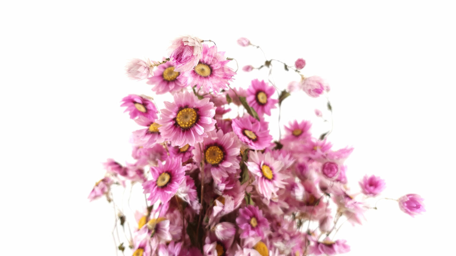 ROSY EVERLASTING - on flax backing - Organoid